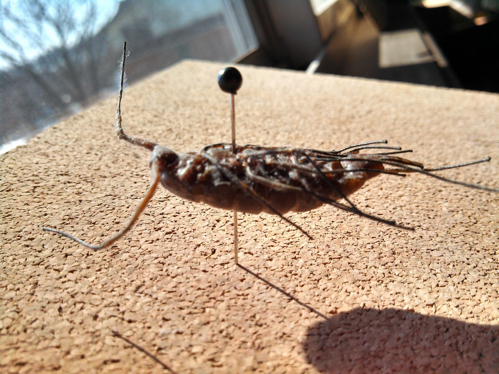 Wax bug — JJJaspersen Studios